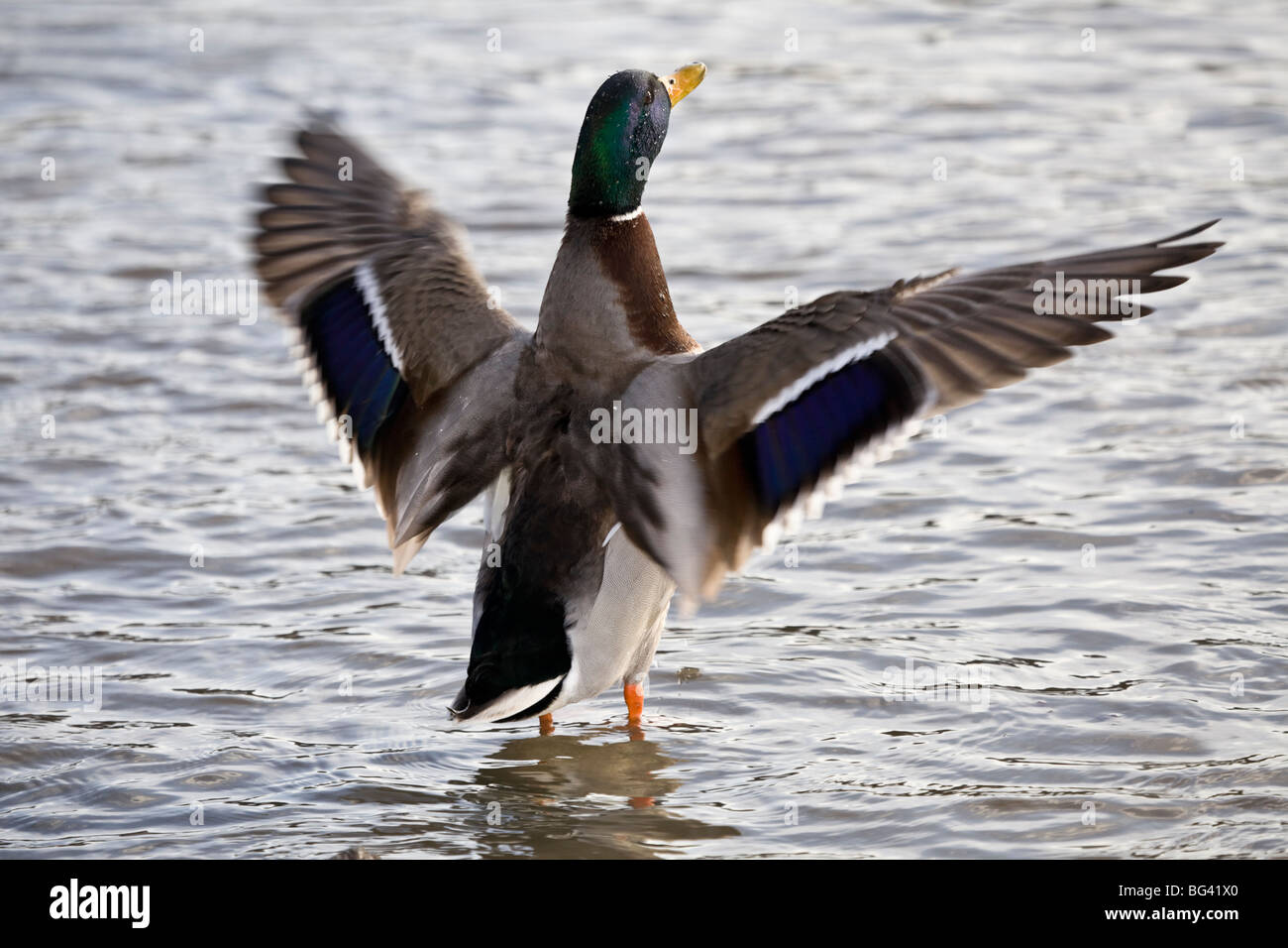 Mallard duck spread the wings hi-res stock photography and images - Alamy