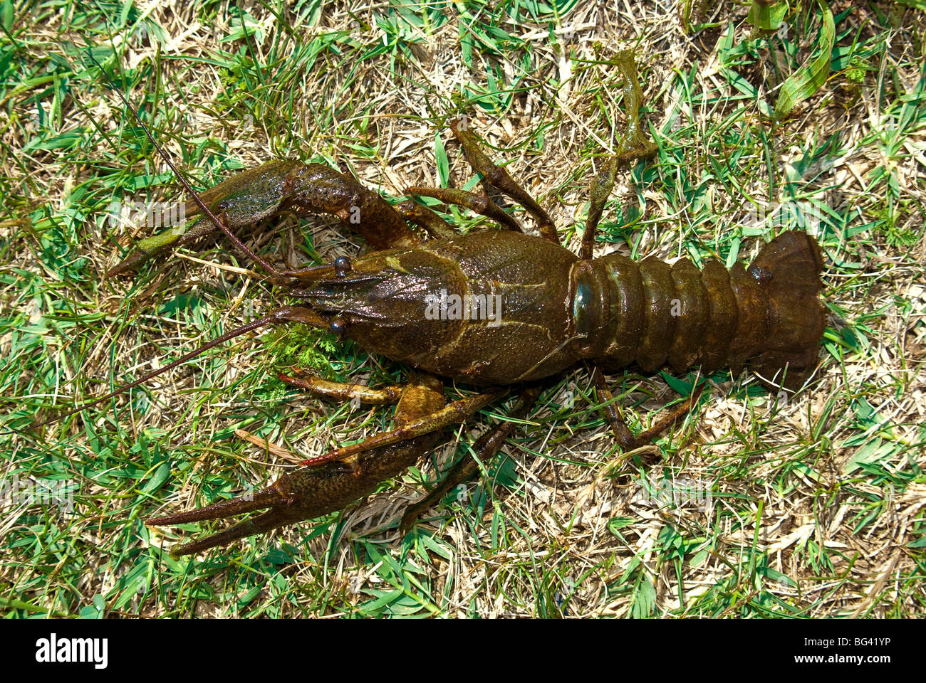 Noble crayfish hi-res stock photography and images - Alamy
