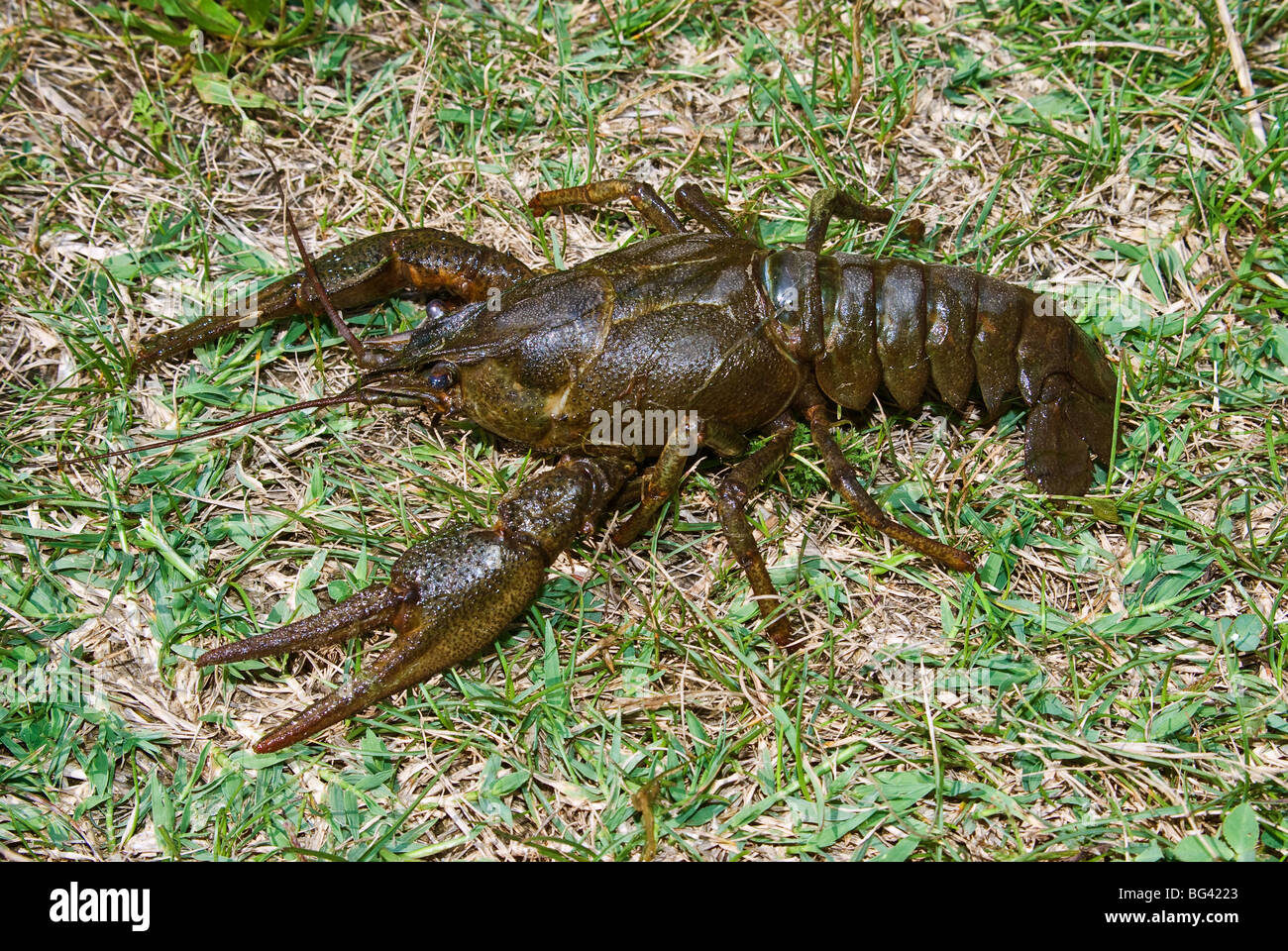 Noble crayfish hi-res stock photography and images - Alamy