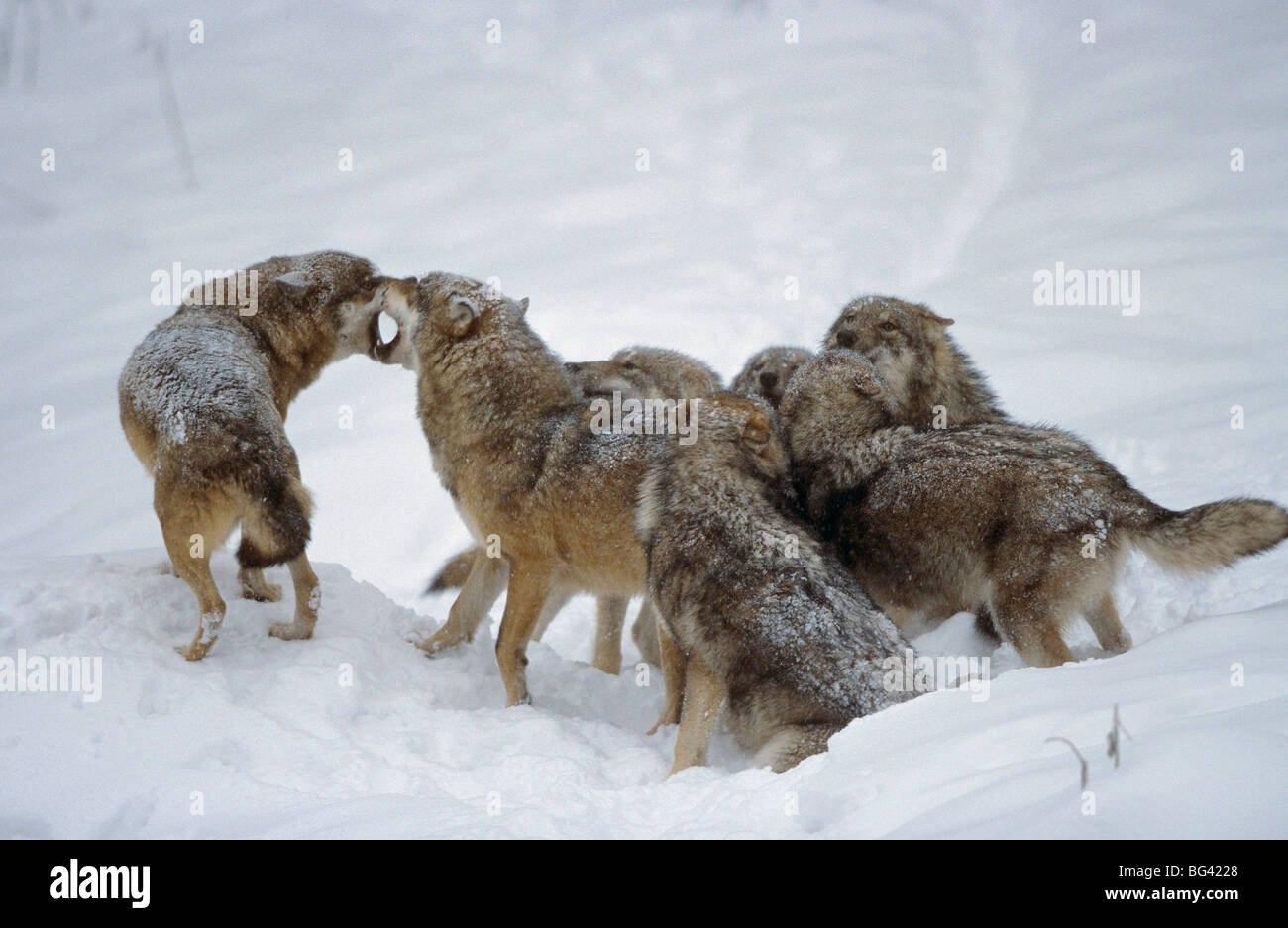 Snowy wolf pack hi-res stock photography and images - Alamy