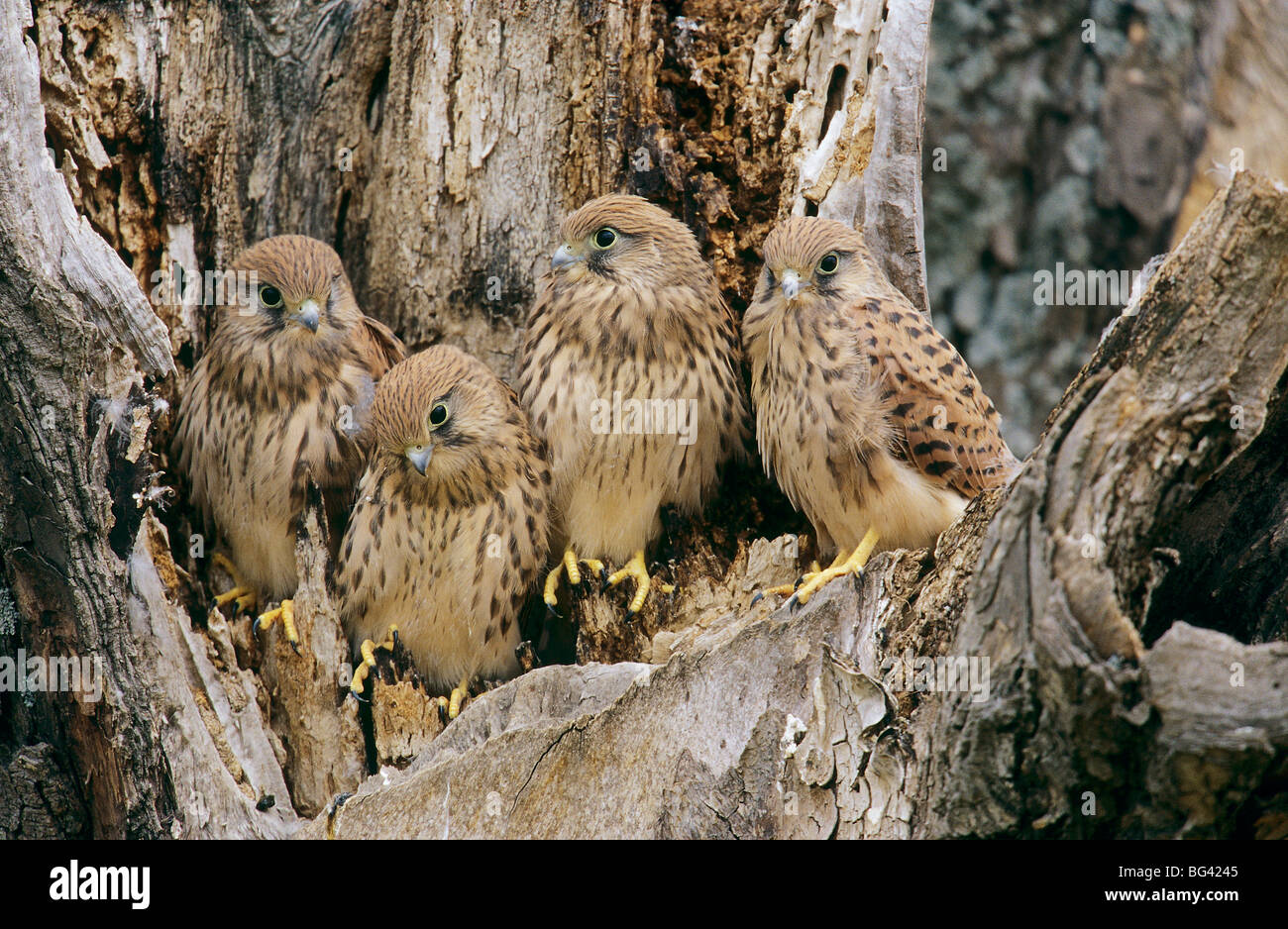 four young Common Kestrels in a tree / Falco tinnunculus Stock Photo ...