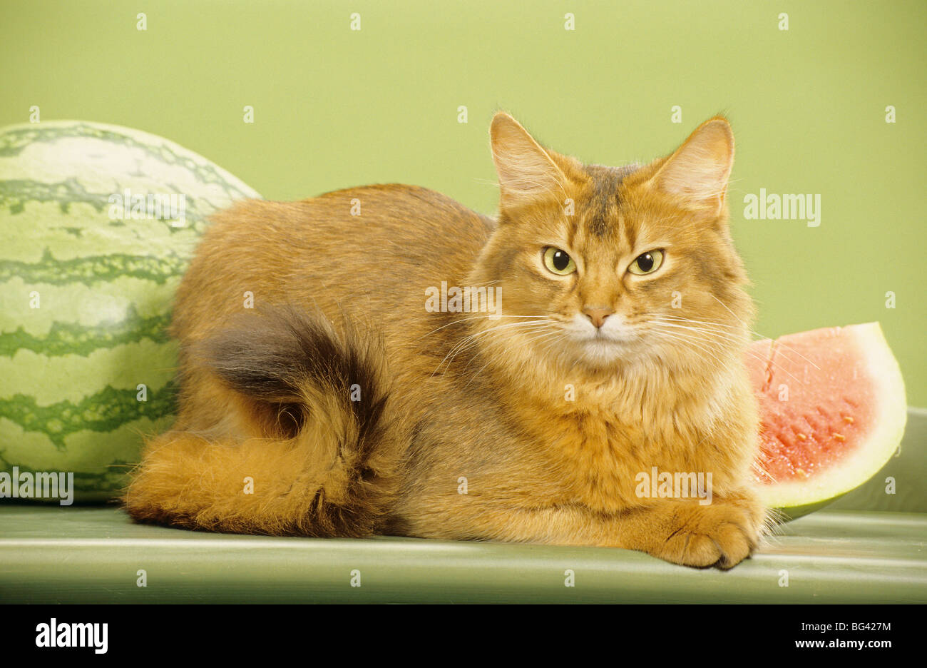 Somali fruit hi-res stock photography and images - Alamy