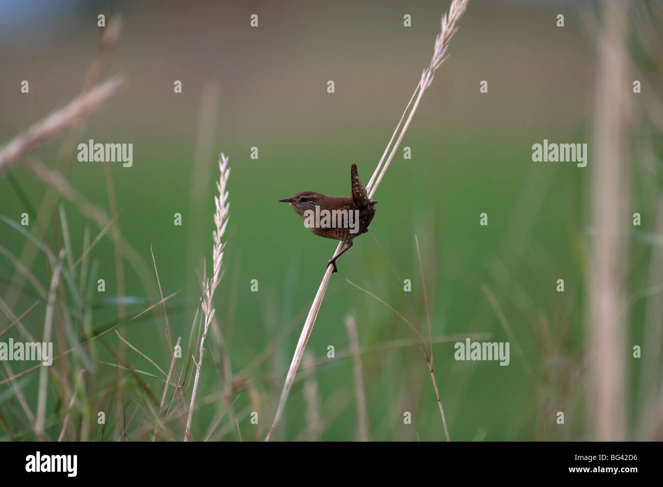 brown bird sitting on a reed with green background Stock Photo - Alamy