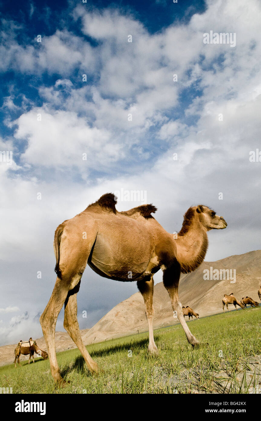 Bactrian camels roam the grasslands around Karakul lake in Xinjiang ...