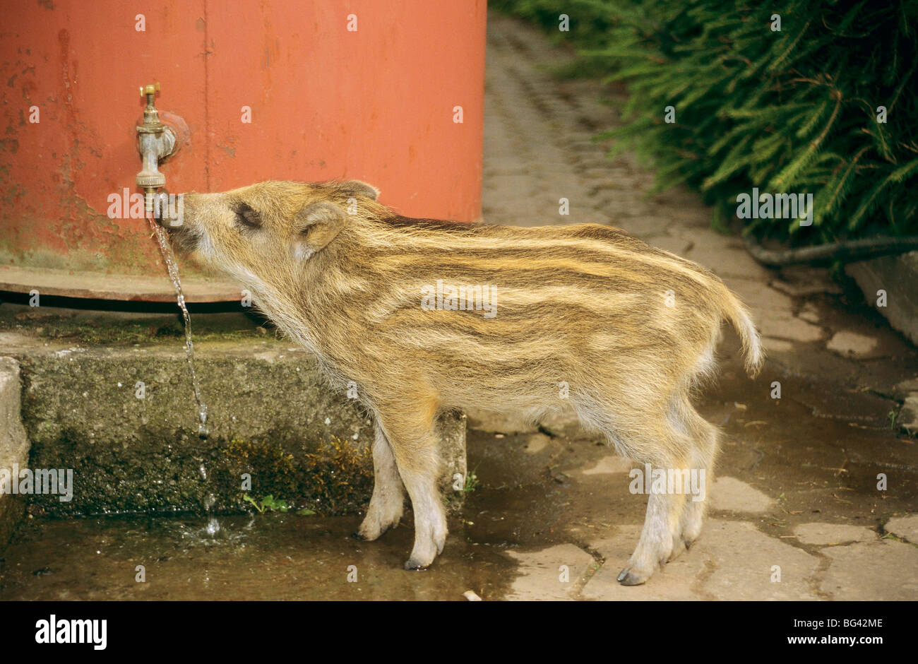 Wild boar - shoat drinking at water tap / Sus scrofa Stock Photo - Alamy