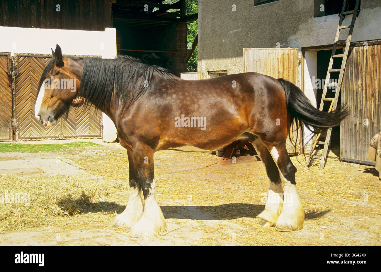 Shire Horse - standing Stock Photo - Alamy
