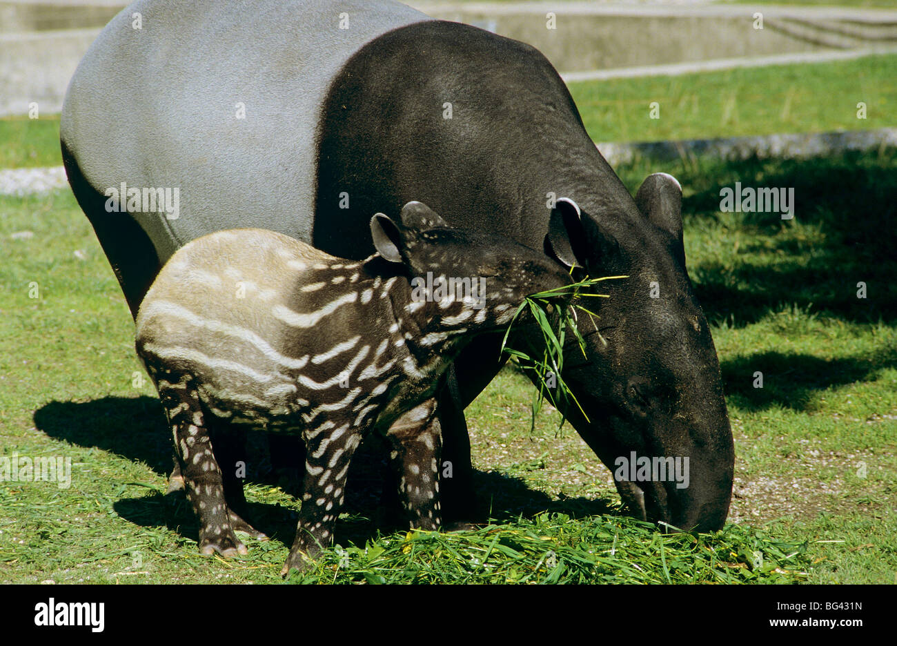 Malayan Tapir with cub / Tapirus indicus Stock Photo - Alamy