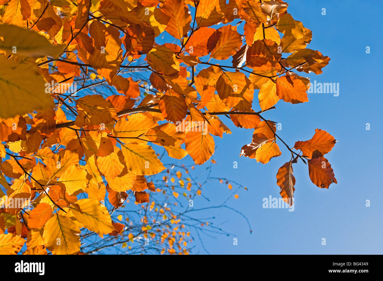 Beech leaves on tree in UK Stock Photo - Alamy