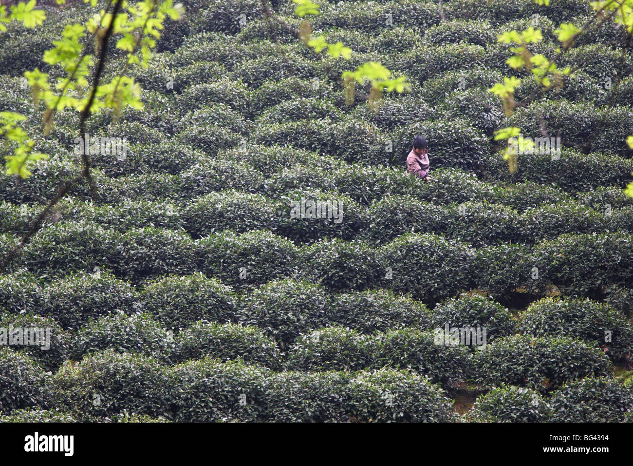 Tea picking china hi-res stock photography and images - Alamy