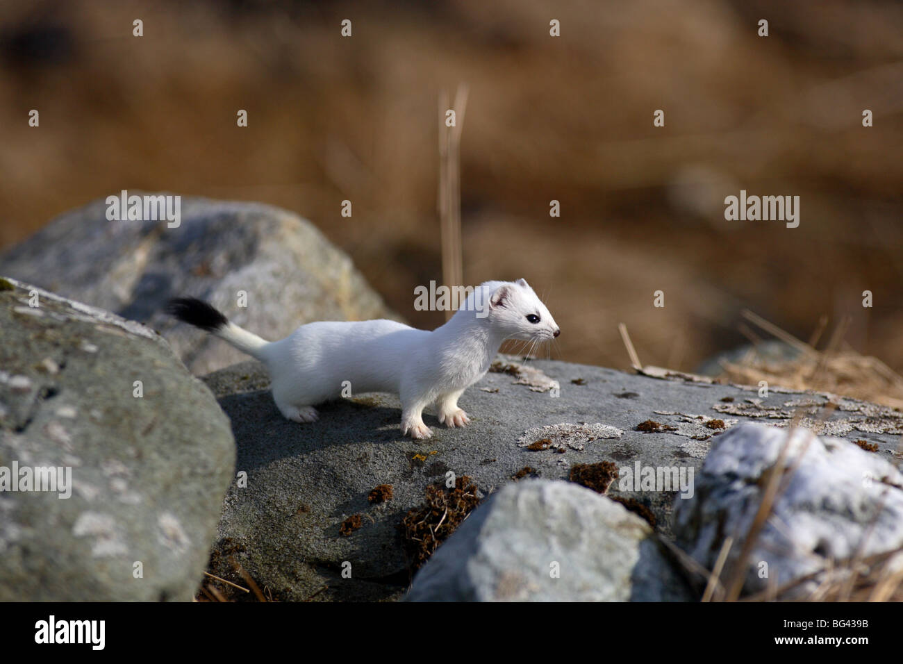 weasel looking curiously out from stone Stock Photo - Alamy