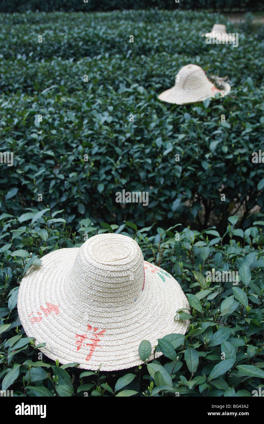 Tea workers' hats lying on tea bushes, Longjing, Hangzhou, Zhejiang ...