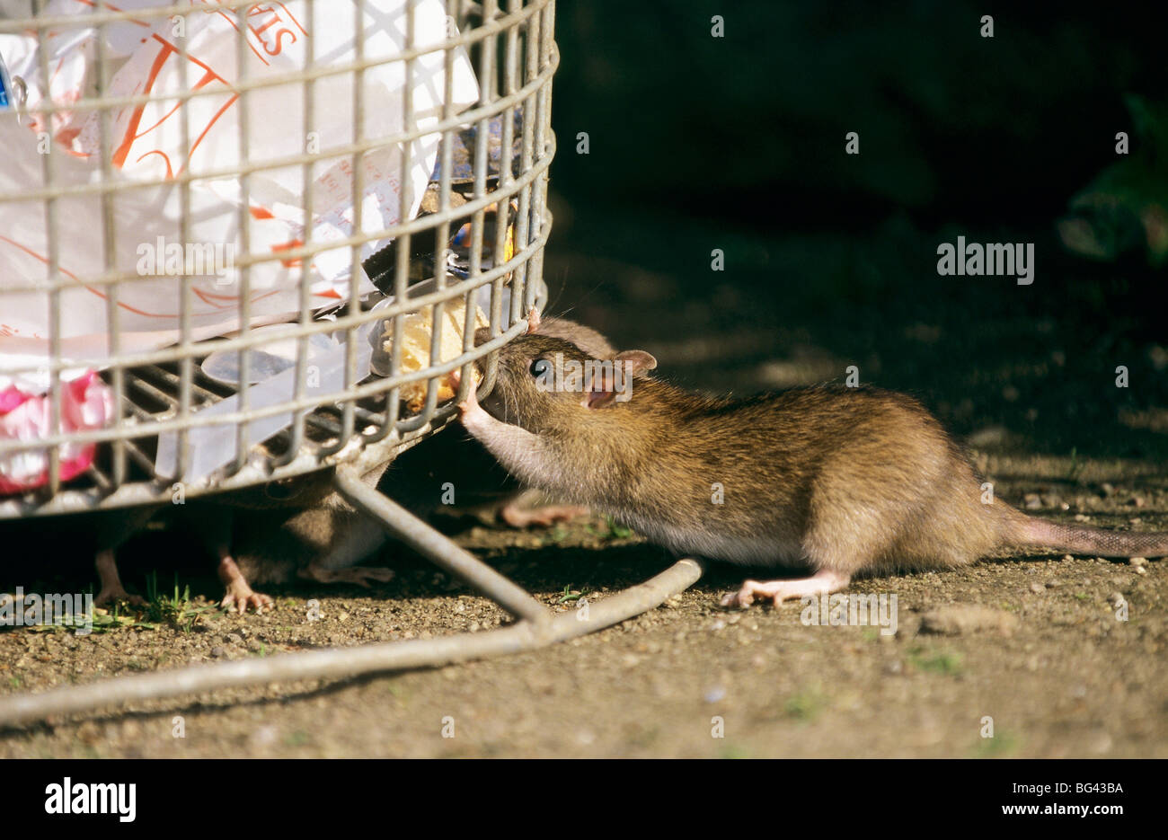 Rat food bin hi-res stock photography and images - Alamy