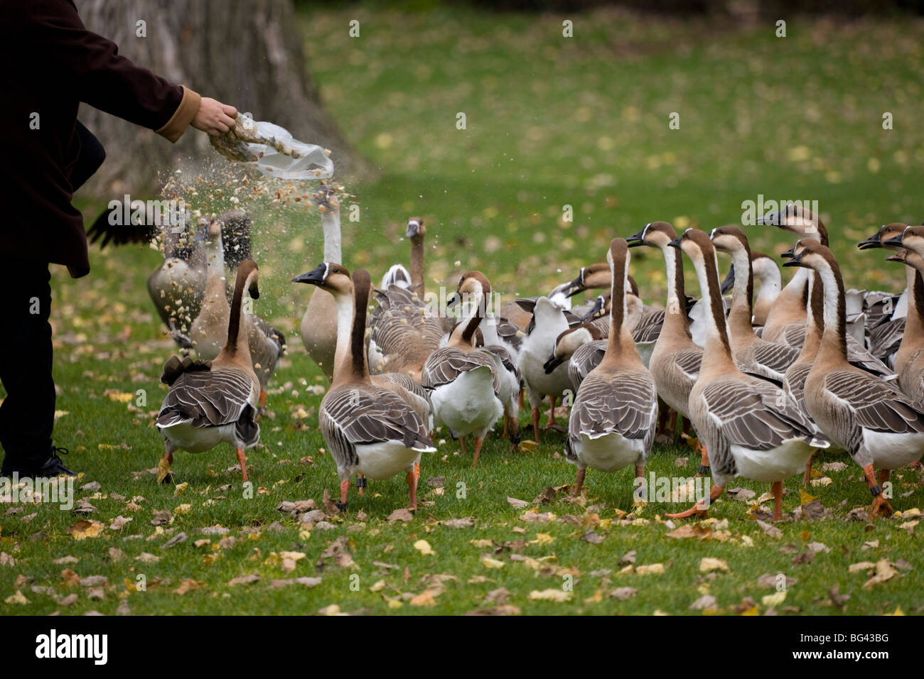 Gooses hi-res stock photography and images - Alamy
