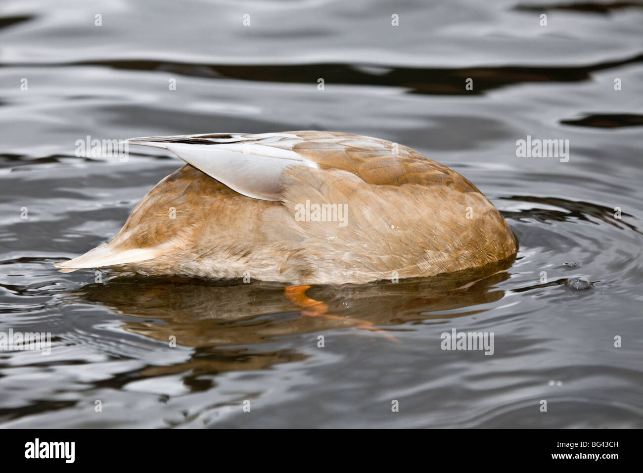 Duck diving hi-res stock photography and images - Alamy