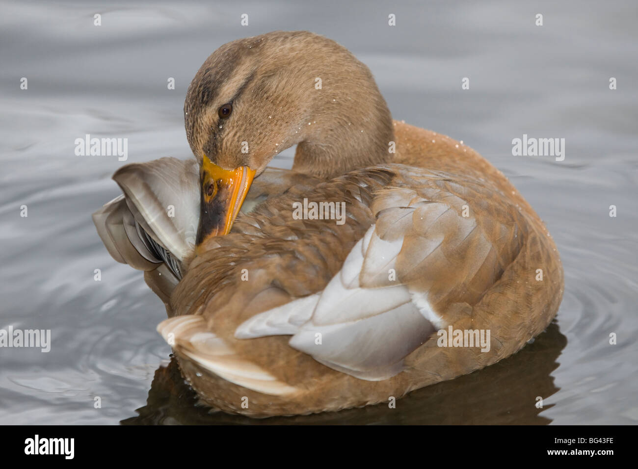Cleaning duck hi-res stock photography and images - Alamy