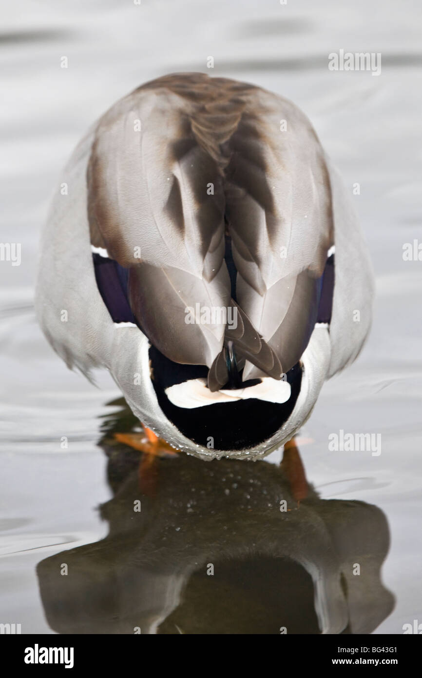a ducks back Stock Photo - Alamy