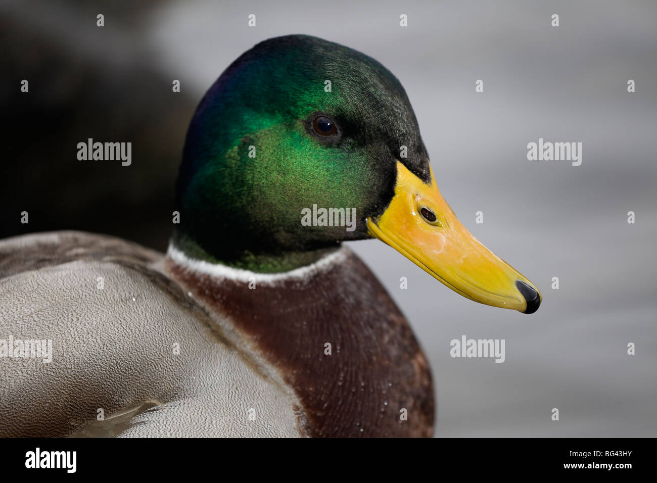Duck portrait close up hi-res stock photography and images - Alamy