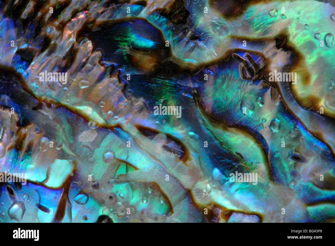 Abalone shell hi-res stock photography and images - Alamy