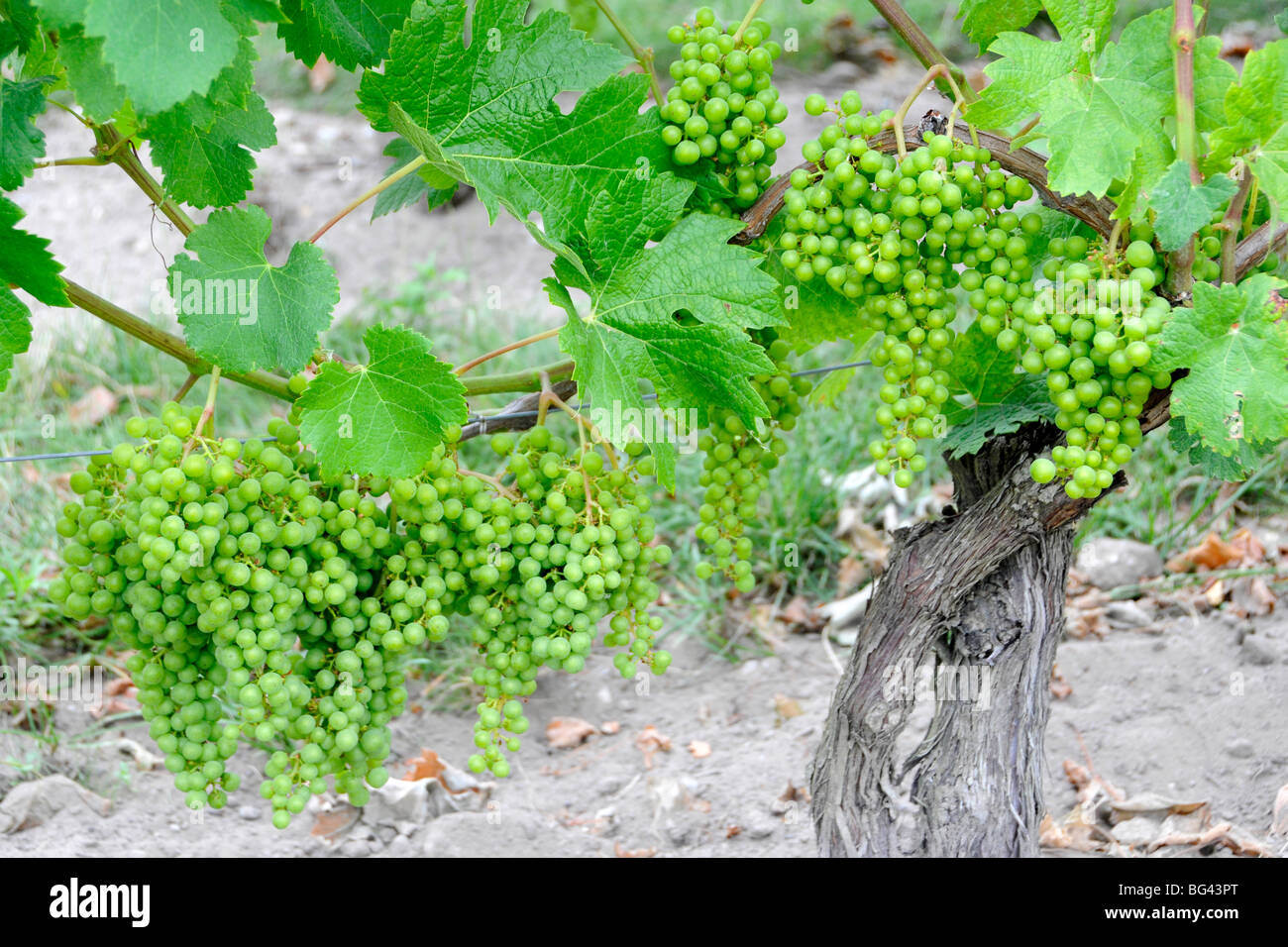 Grapevine, Bordeaux, France Stock Photo - Alamy