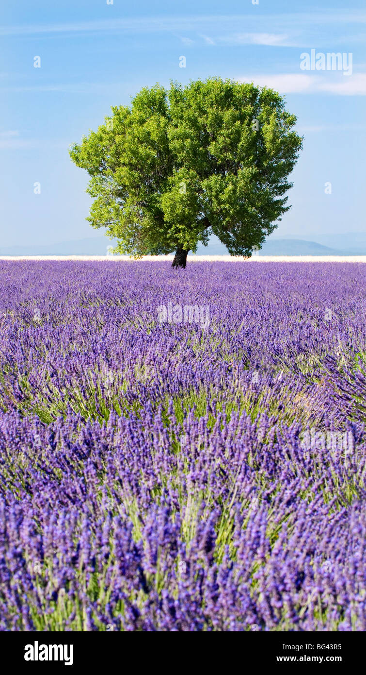 Flowering tree and france hi-res stock photography and images - Alamy