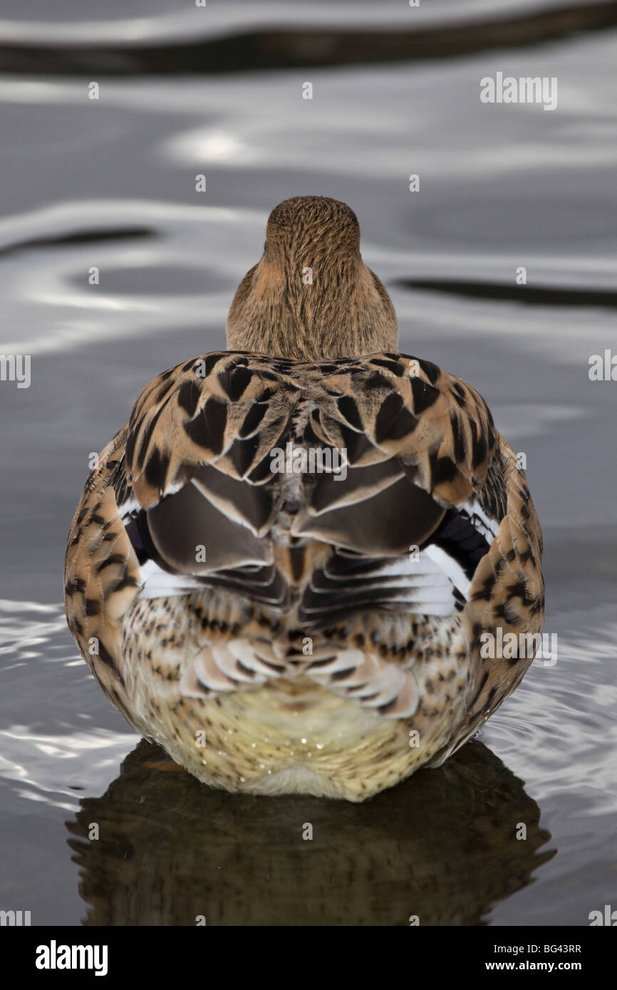 Duck on the river by the shore hi-res stock photography and images - Alamy