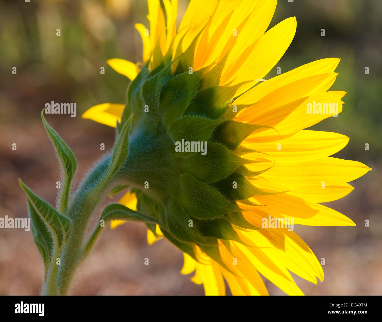 Morning in provence hi-res stock photography and images - Alamy