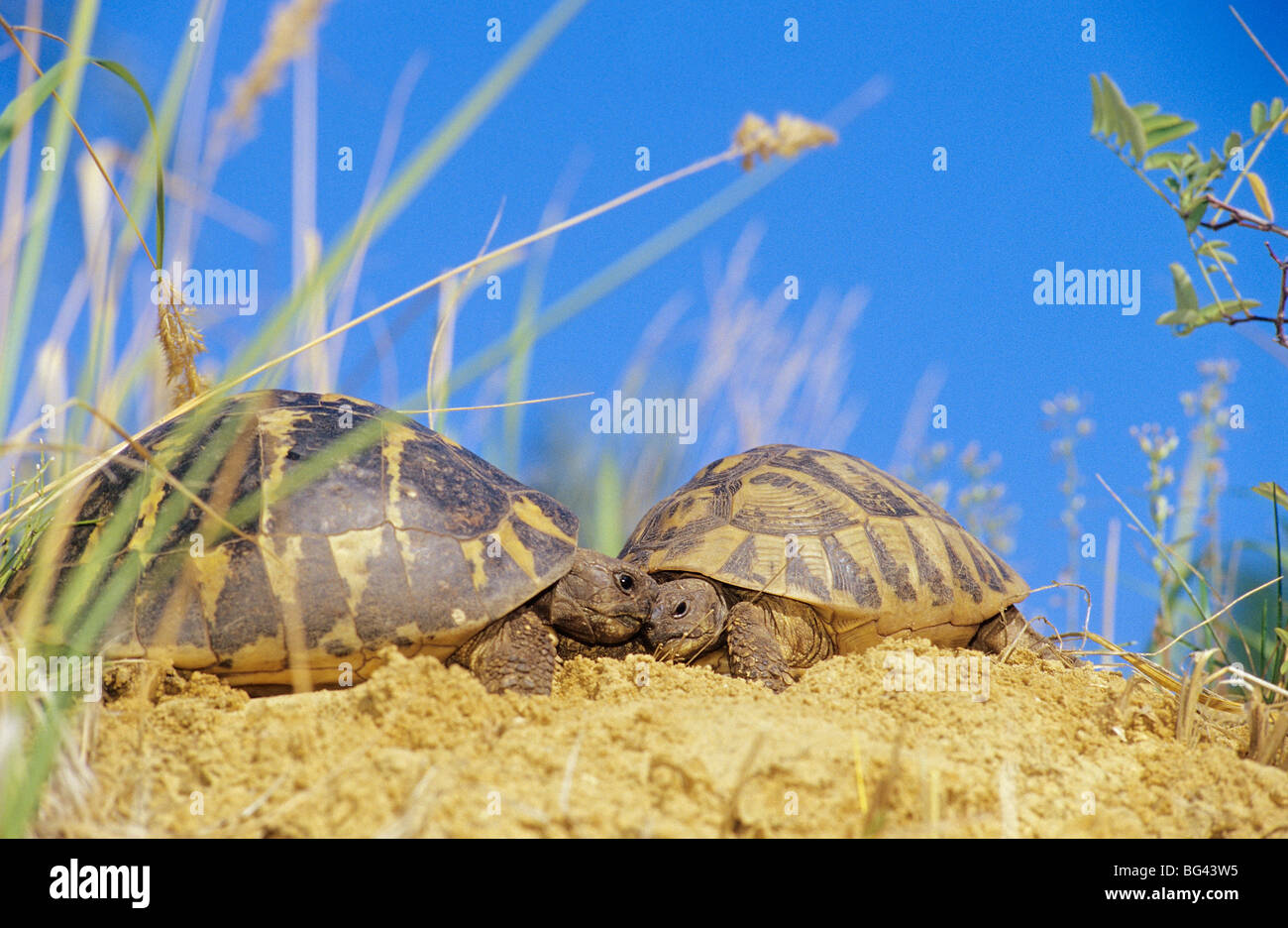 two turtles - fighting Stock Photo - Alamy