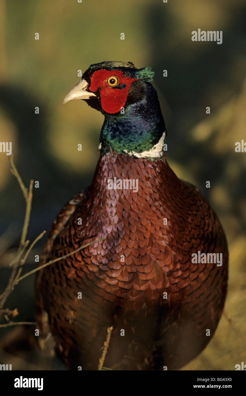 game pheasant, male at mating season , phasianus colchicus Stock Photo ...