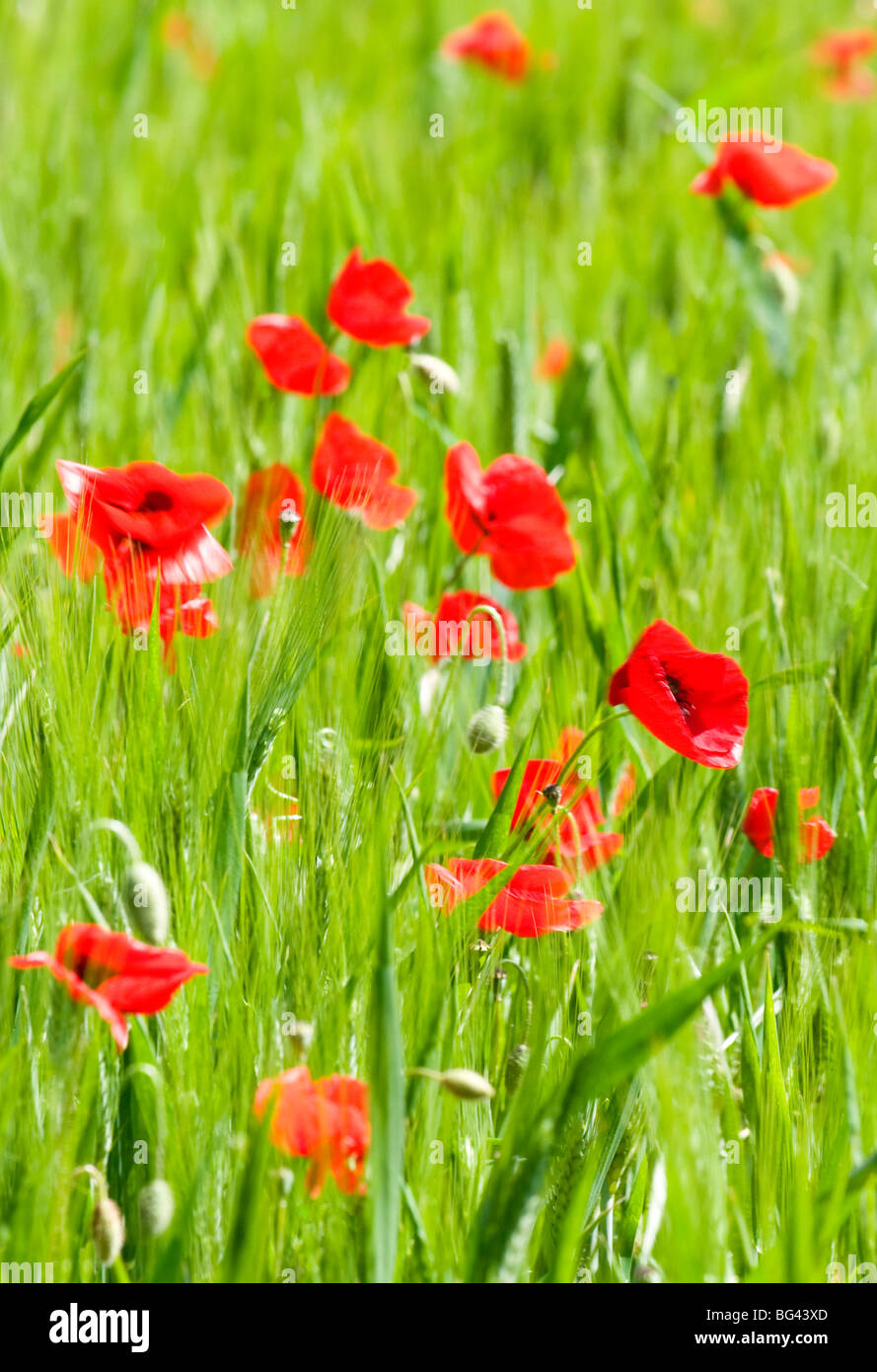 Europe Italy Tuscany Poppy Fields Stock Photos & Europe Italy Tuscany ...