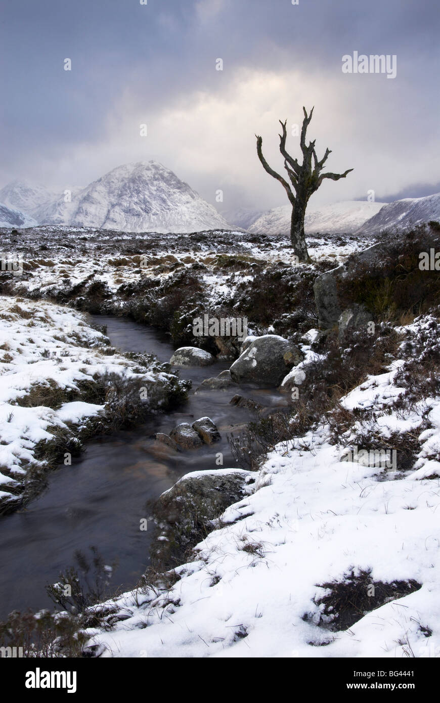 Lonely tree in Rannoch Moor, Glencoe, Scotland, UK Stock Photo - Alamy