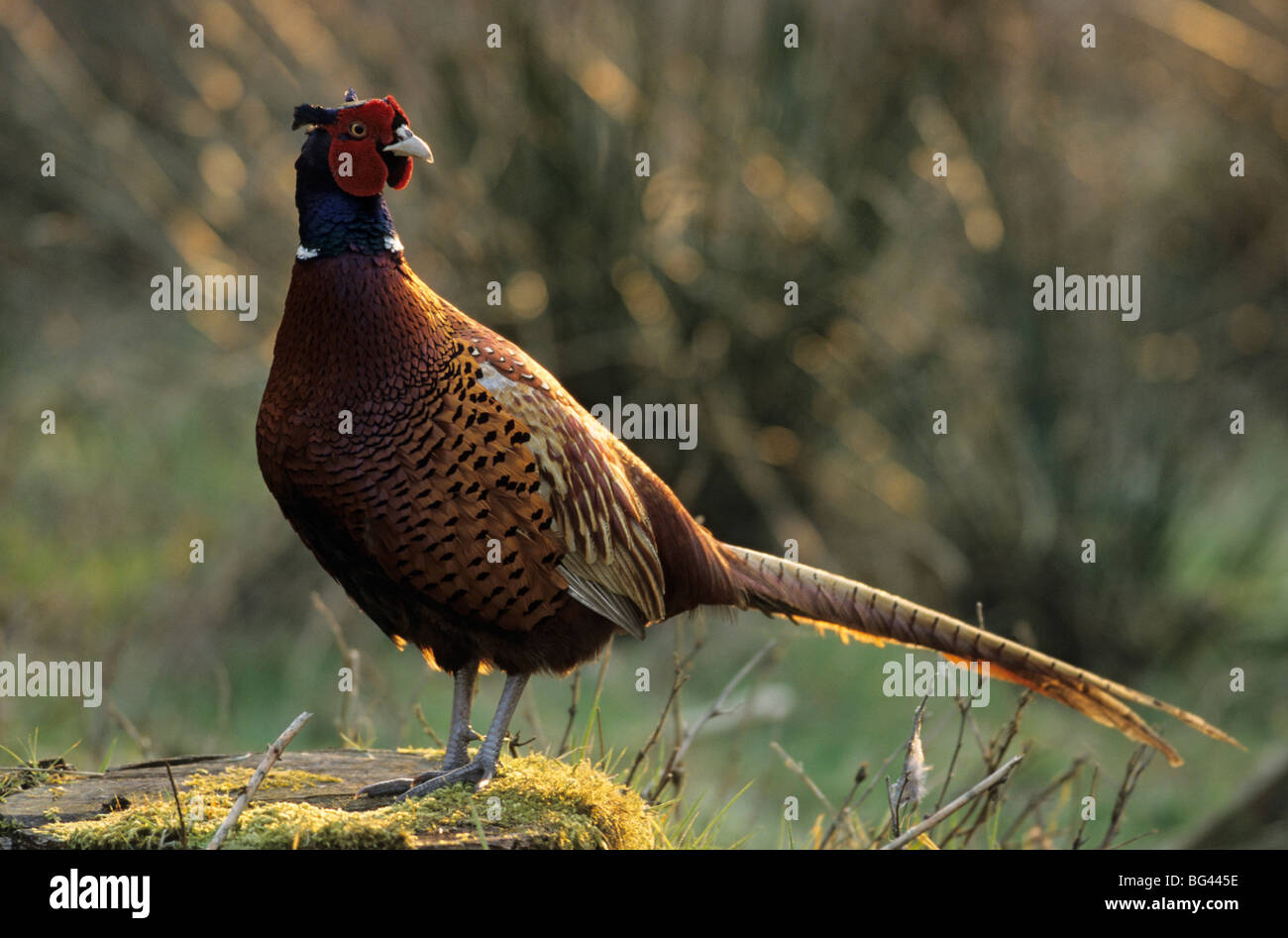 game pheasant, male at mating season , phasianus colchicus Stock Photo ...