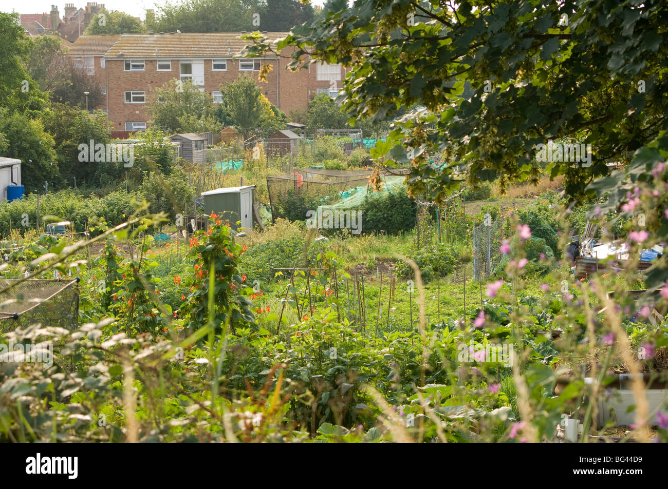 Allotment plots with housing in the background Stock Photo - Alamy