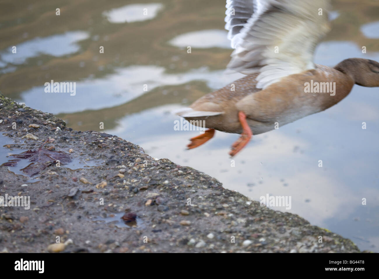 duck is jumping in the water Stock Photo - Alamy