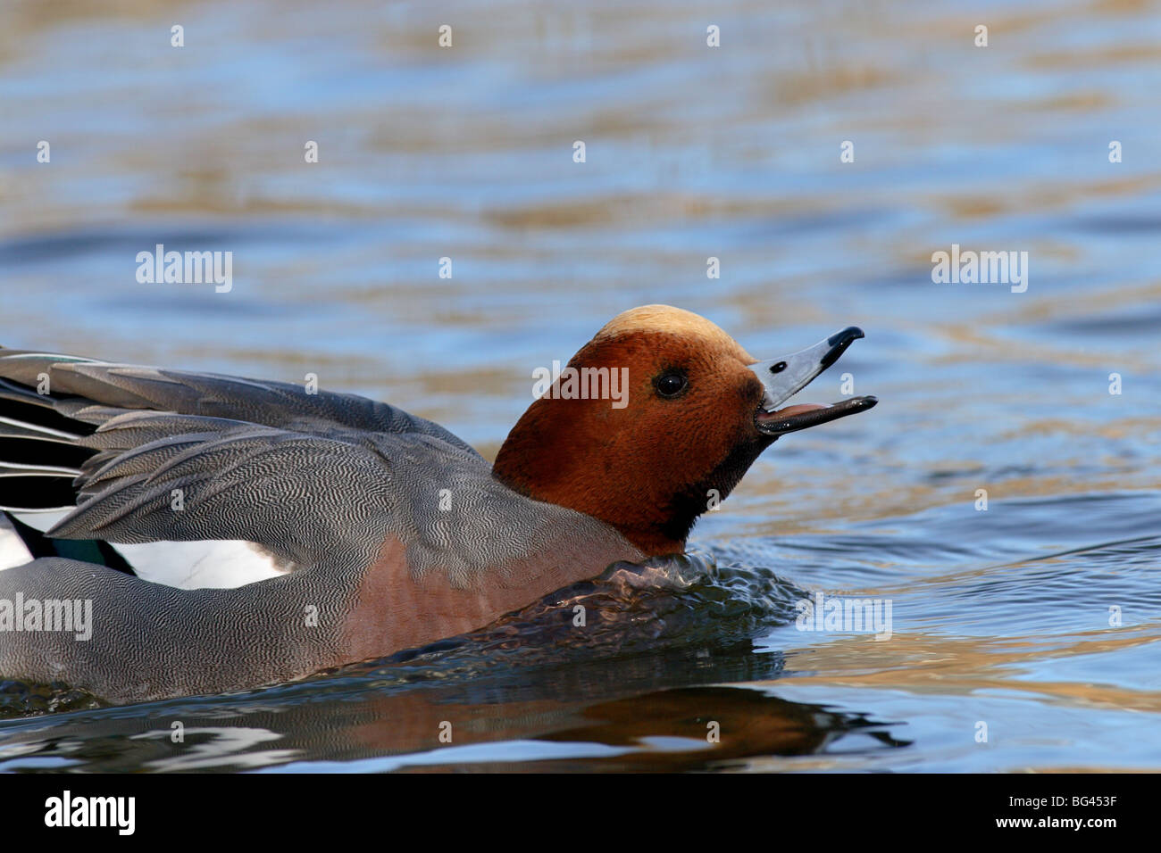 Open duck bill hi-res stock photography and images - Alamy