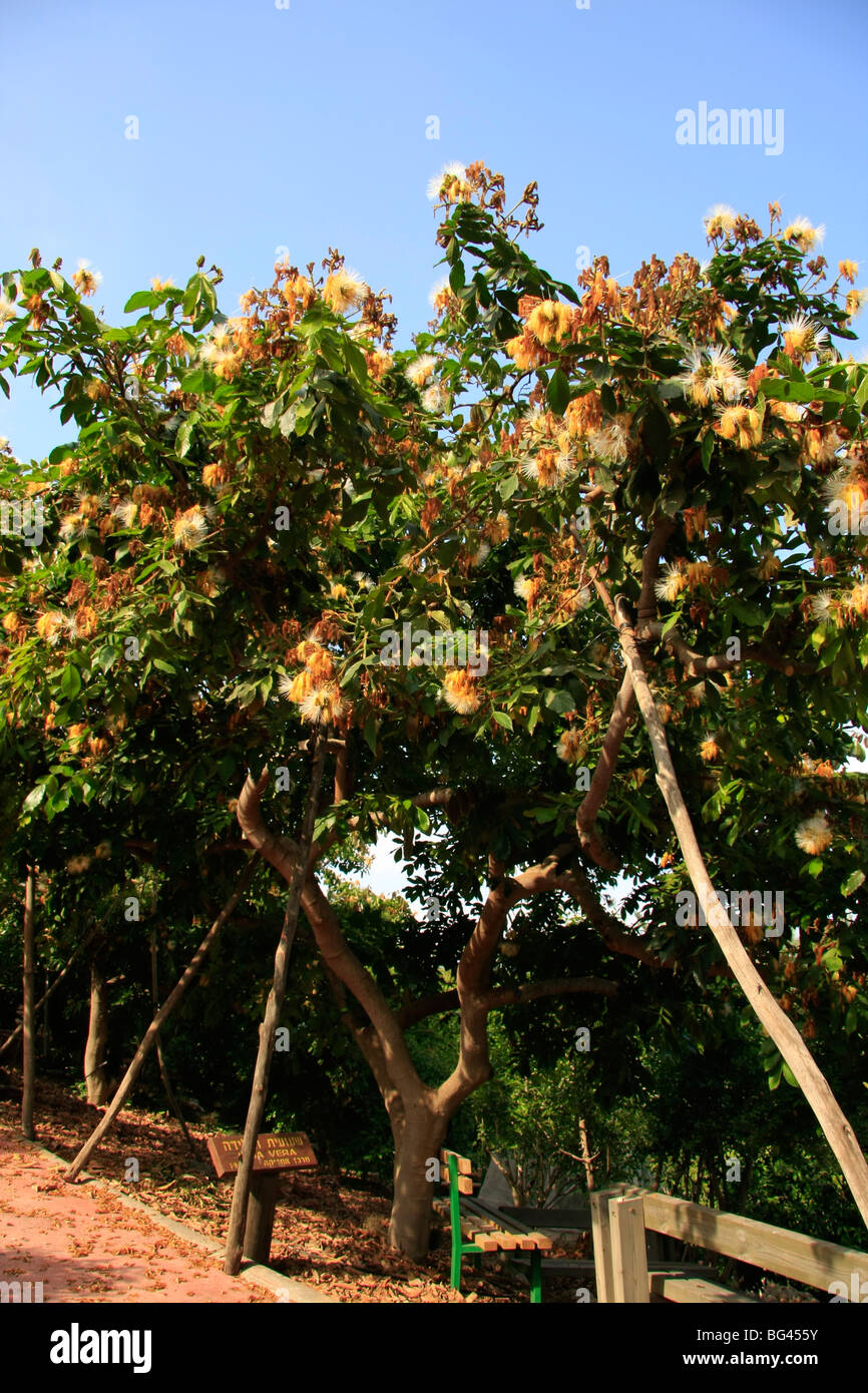 Inga tree hi-res stock photography and images - Alamy