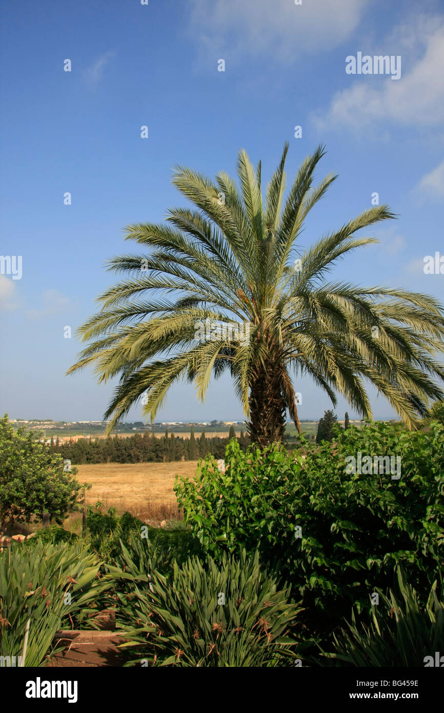 Israel, Carmel Coastal Plain. Bustan Hacarmel tropical tree garden ...