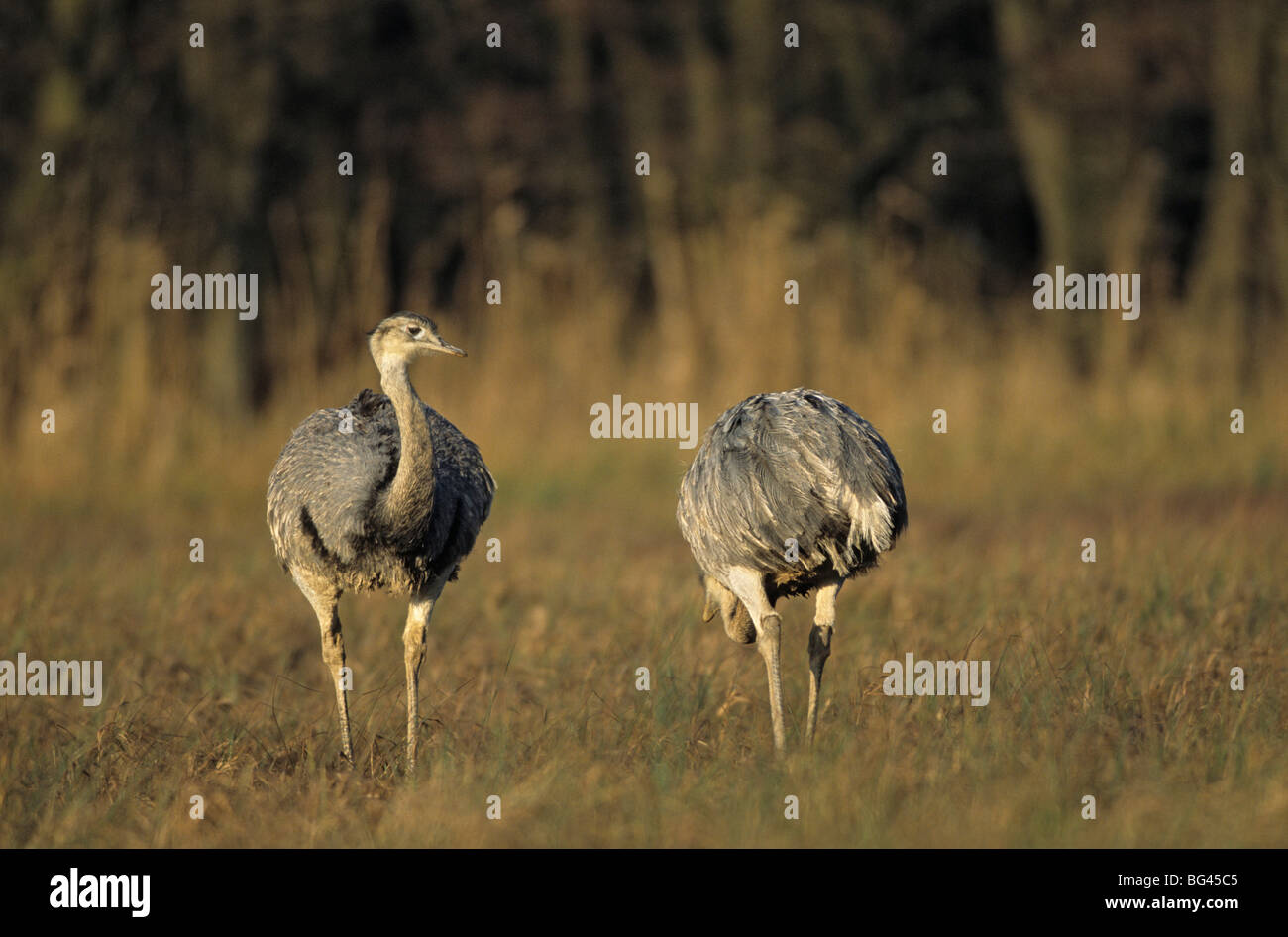 american rhea , rhea americana Stock Photo - Alamy