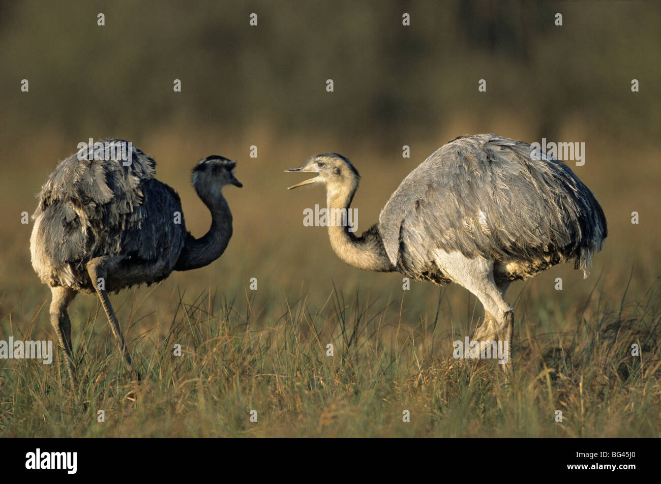 american rhea , rhea americana Stock Photo - Alamy