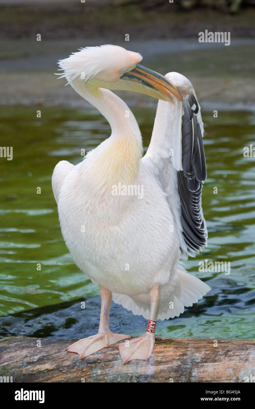 Pelican tree hi-res stock photography and images - Alamy