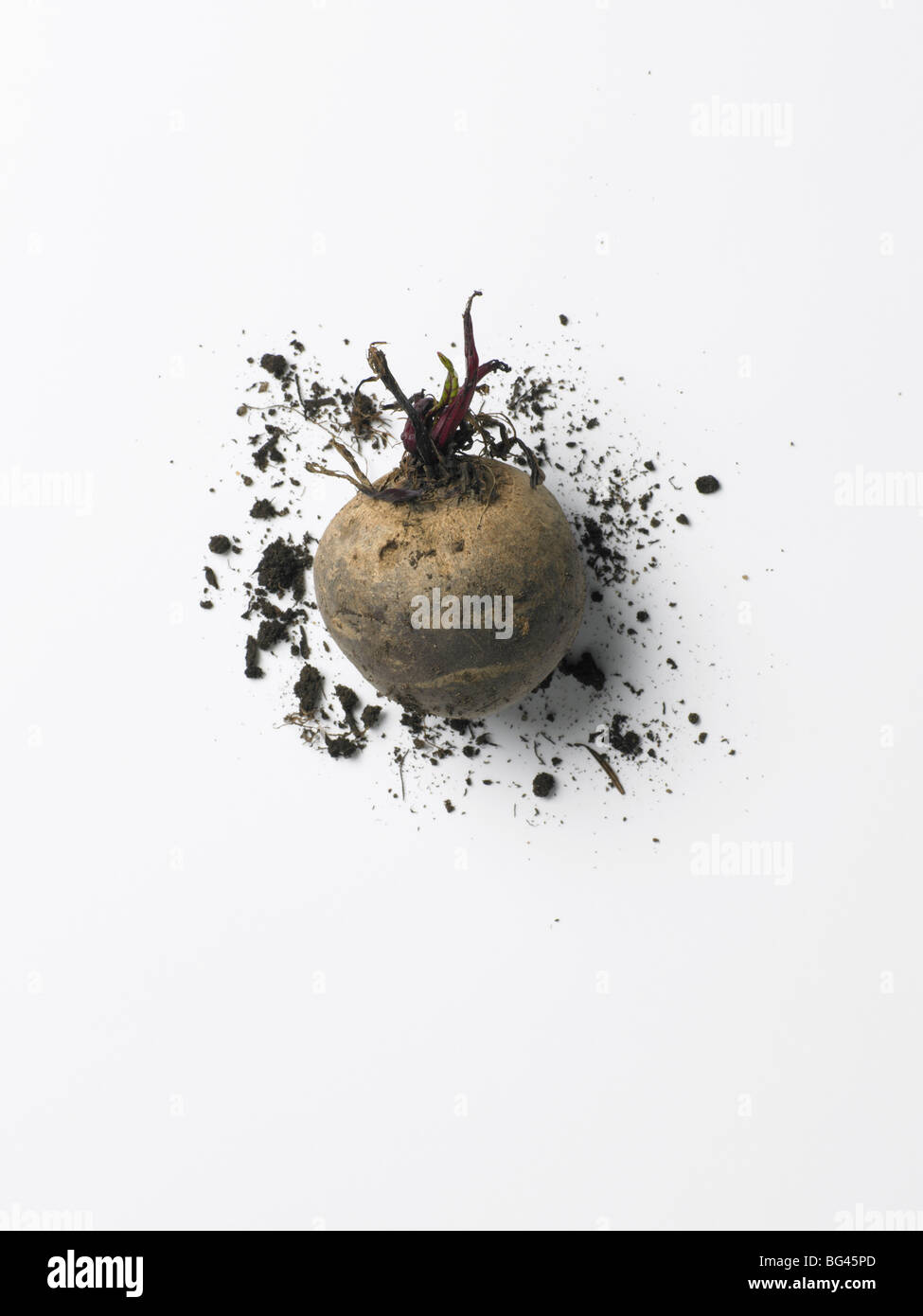 beetroot with root and soil Stock Photo - Alamy