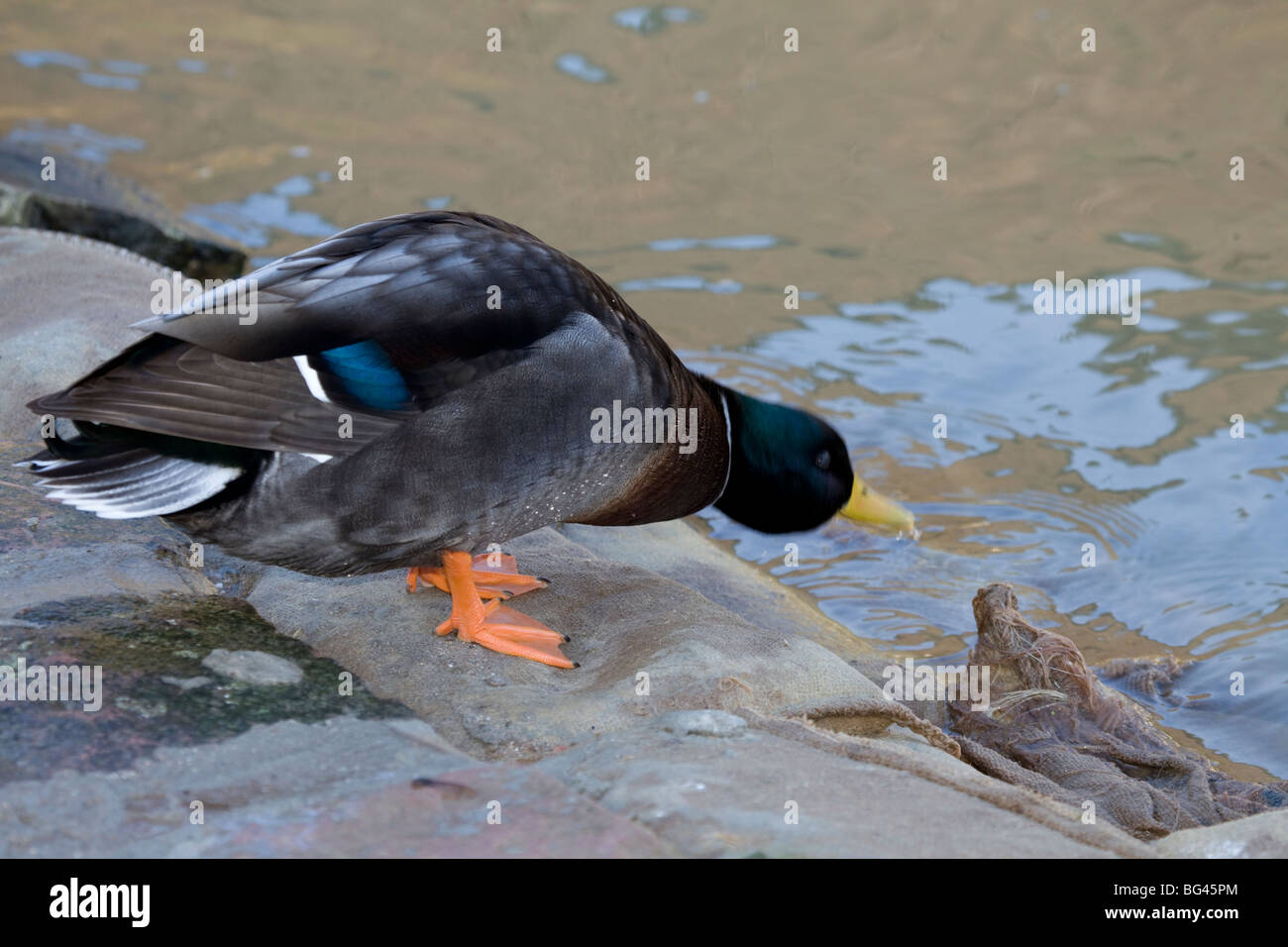 Duck by drinking Stock Photo - Alamy