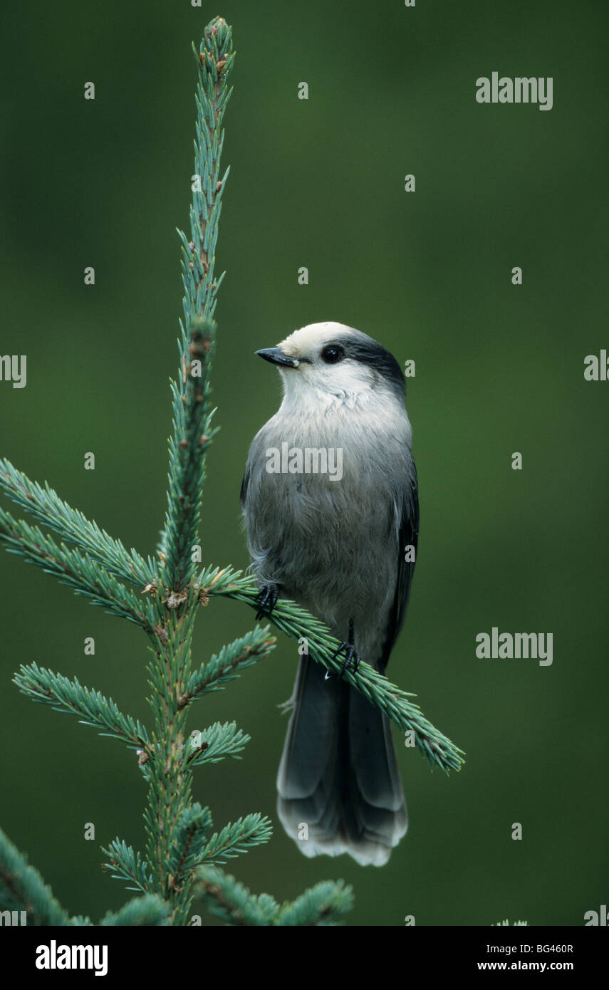 grey jay, gray jay, perisoreus canadensis Stock Photo - Alamy