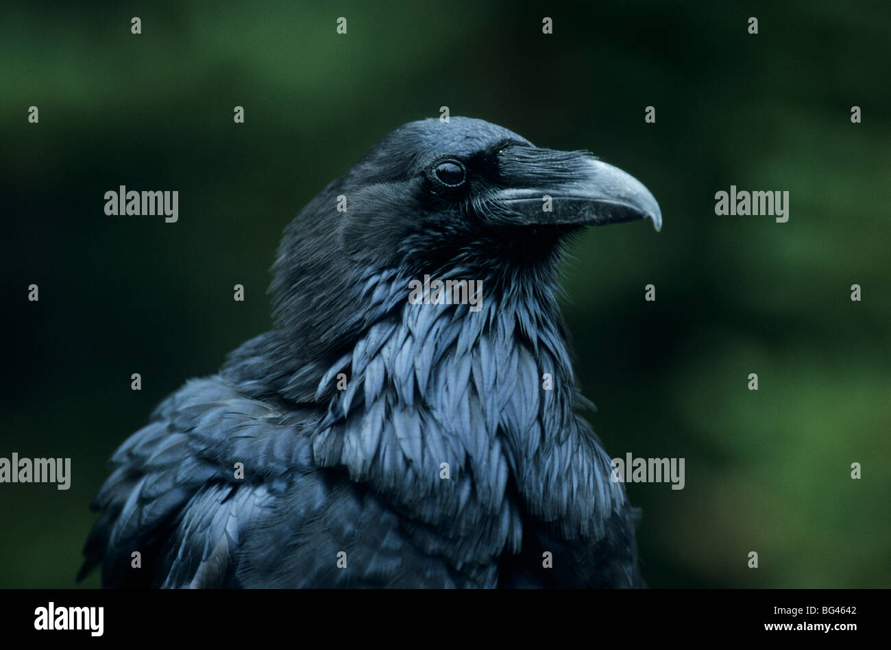 raven, portrait , corvus corax Stock Photo - Alamy