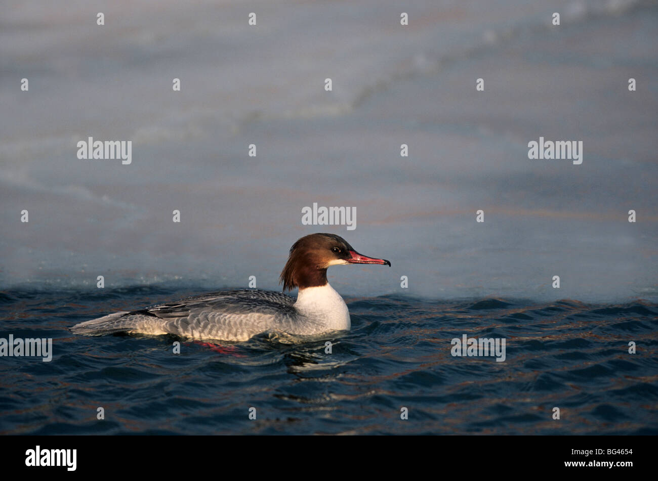 common merganser, female , mergus merganser Stock Photo - Alamy