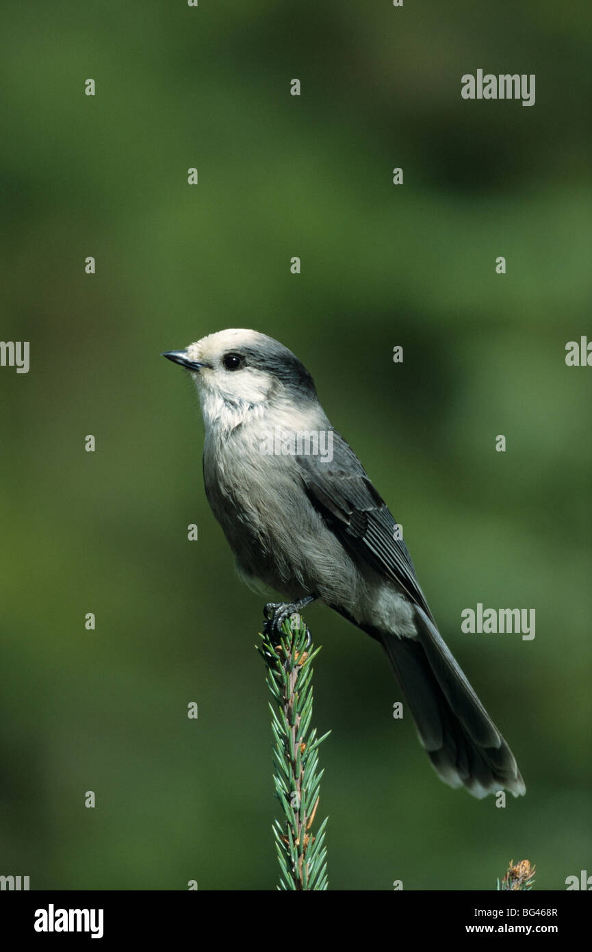 grey jay, gray jay, perisoreus canadensis Stock Photo - Alamy