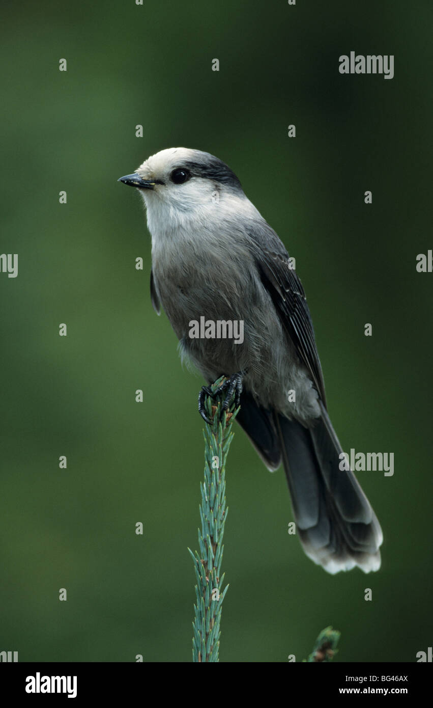 grey jay, gray jay, perisoreus canadensis Stock Photo - Alamy