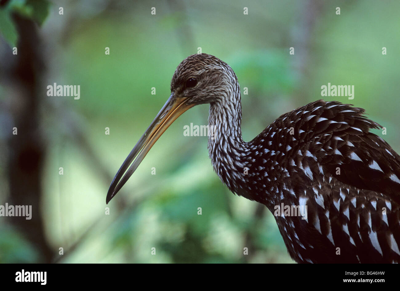 limpkin , aramus guarauna Stock Photo - Alamy