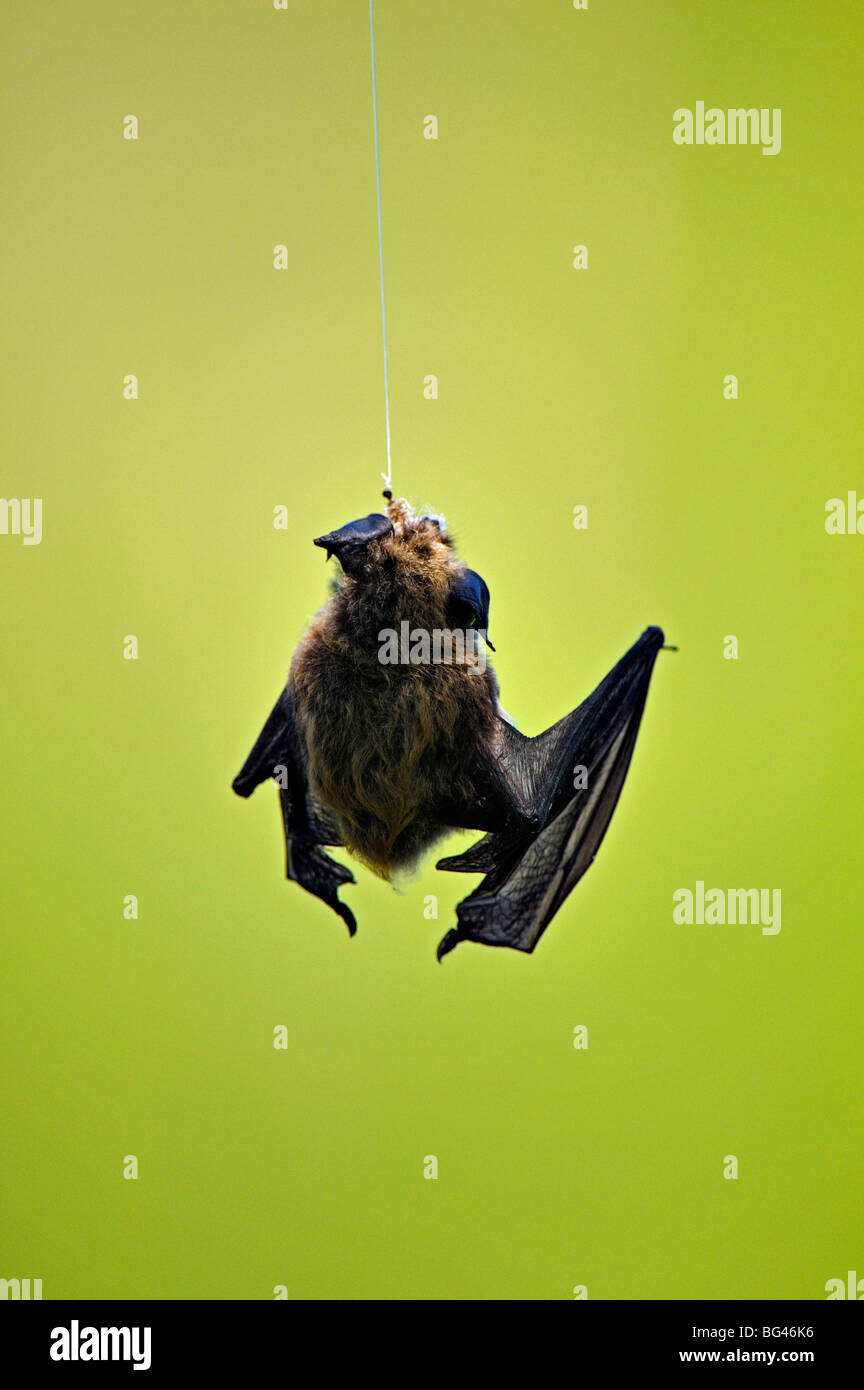 Dead bat hi-res stock photography and images - Alamy
