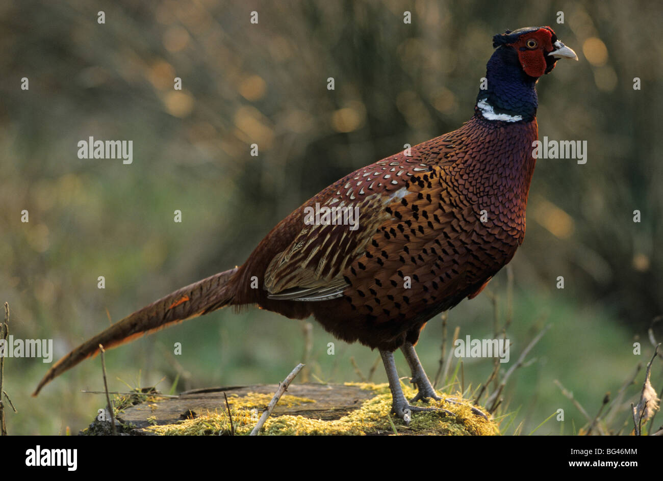 game pheasant, male at mating season , phasianus colchicus Stock Photo ...