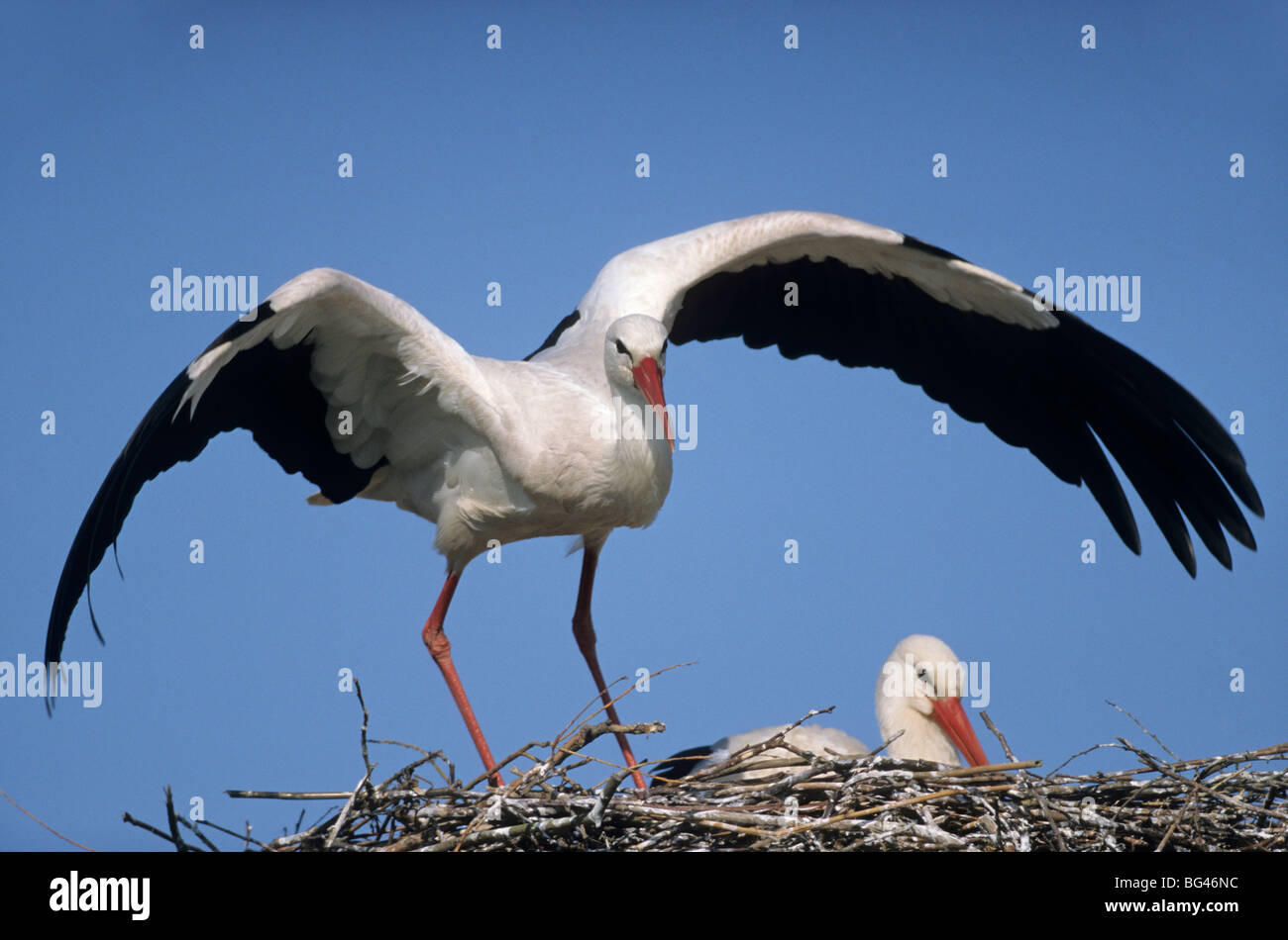 white stork, breeding , ciconia ciconia Stock Photo - Alamy